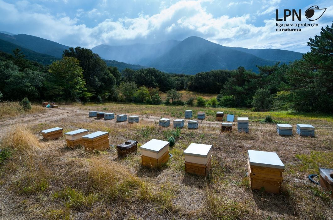 Billion Bees Program | APIVITA